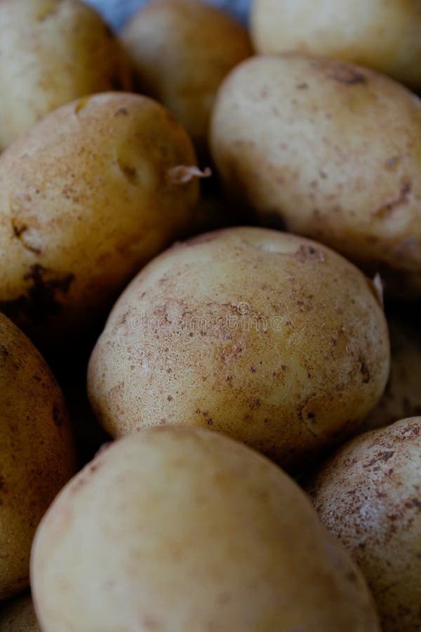 New potatoes stock photo. Image of white, pattern, harvest - 53582592