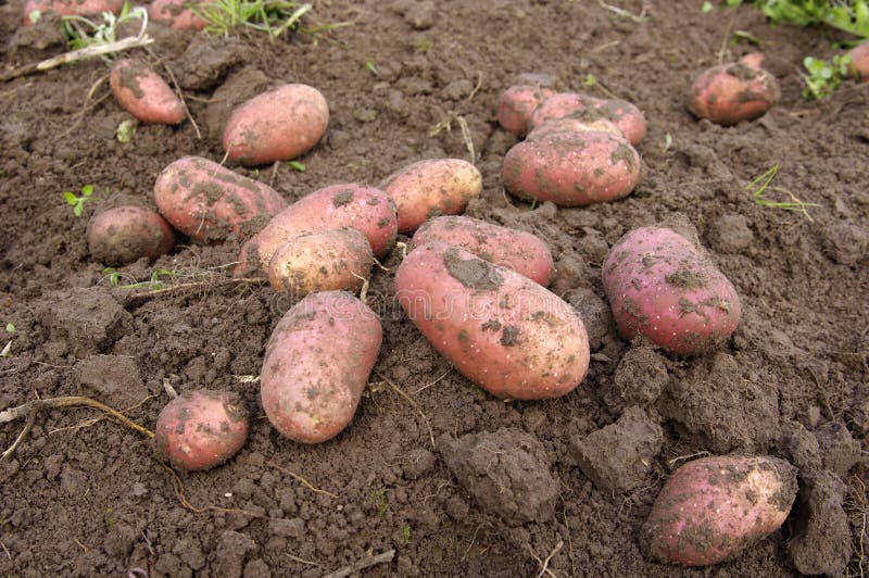 New potatoes freshly dug stock photo. Image of fresh - 27120884
