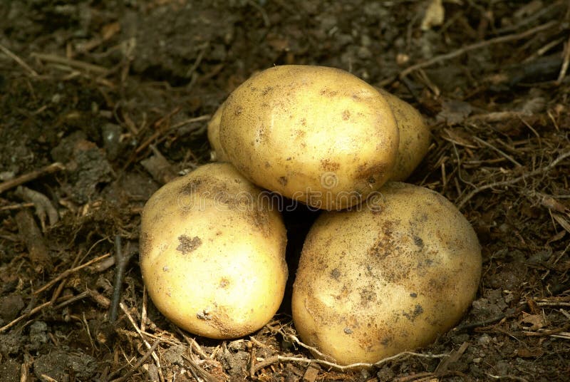 New potatoes stock photo. Image of potatoes, potato, gathered - 43574362