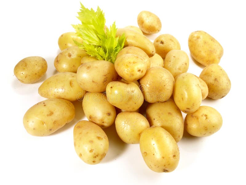 New Potatoes on White Background - Isolated Stock Image - Image of ...