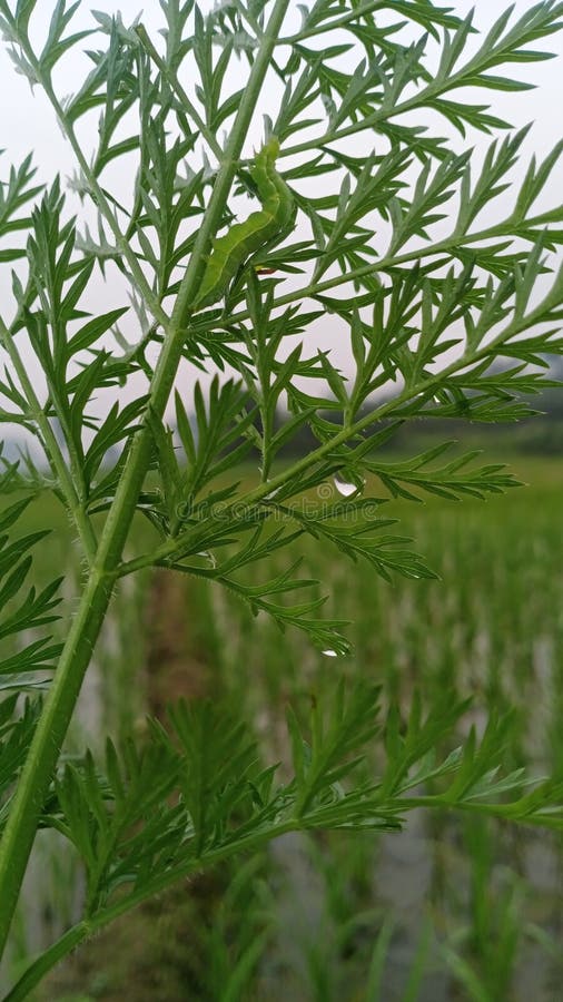 New Puka on the Leaves of Carrot Tree Stock Photo - Image of carrot ...