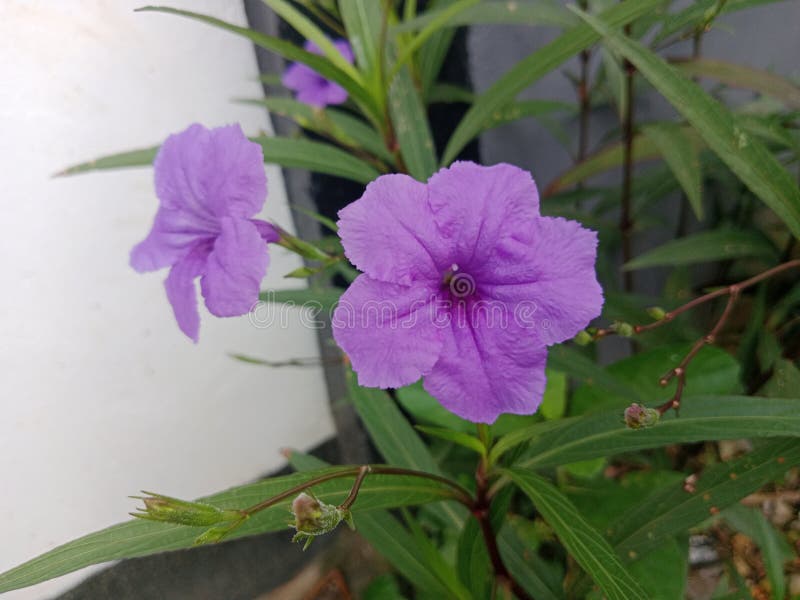 New Purple Flowers Bloom Perfectly Stock Image - Image of perfectly ...
