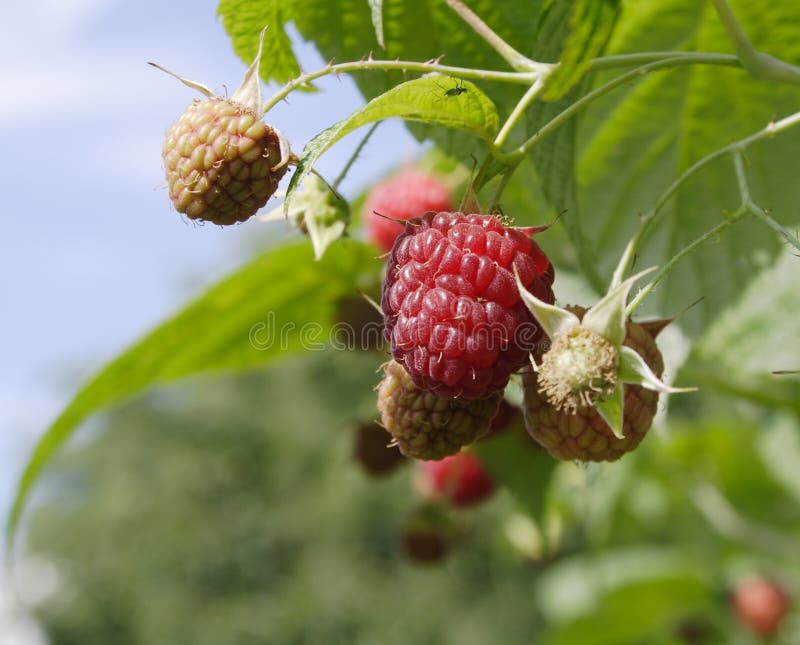 New raspberry stock photo. Image of summer, plant, green - 12092762