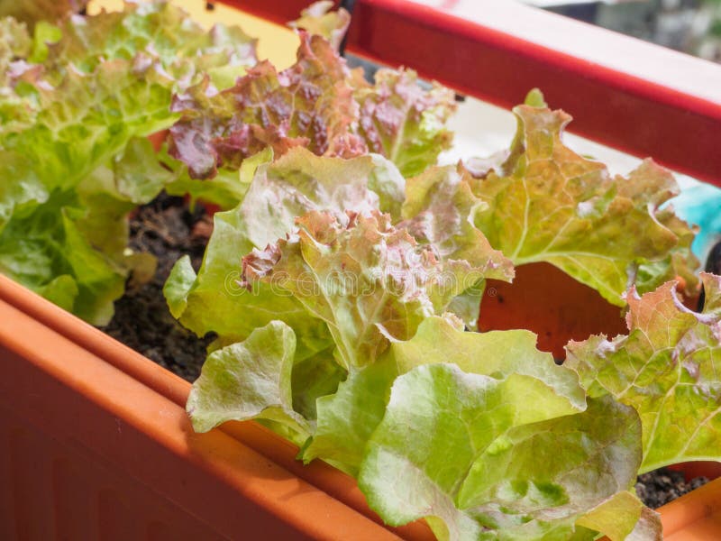 New Red Fire Lettuce Leaves Grown in the Garden. Red Sails Lettuce ...
