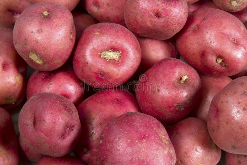New Red Potatoes stock photo. Image of fresh, potatoe - 33486496