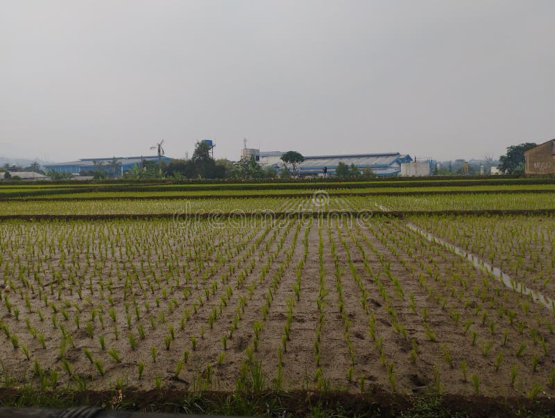 New Rice Fields on a Cloudy Day Stock Image - Image of rice, fields ...
