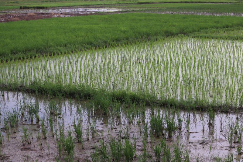 New Rice Growing in Rice Fields Stock Photo - Image of prairie, growing ...