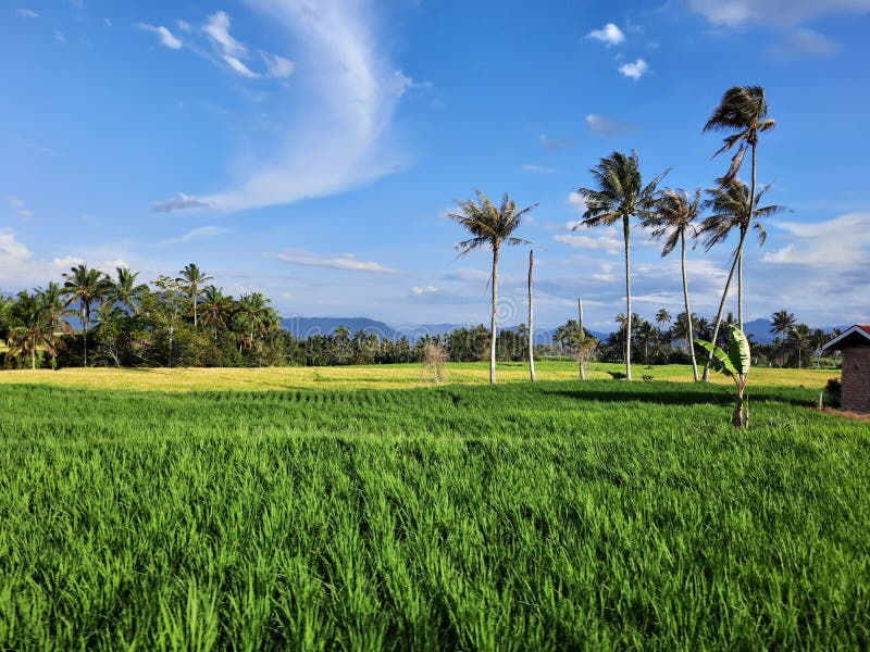 New rice grows stock photo. Image of beatiful, rice - 265228030