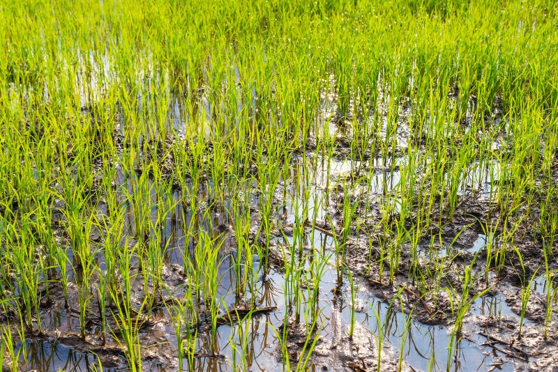 .New Rice Planted in the Field Stock Photo - Image of natural, fresh ...