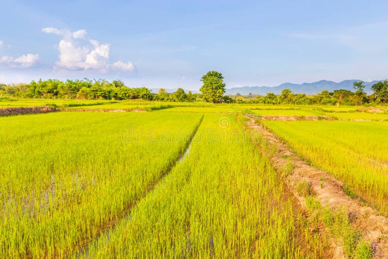 .New Rice Planted in the Field Stock Photo - Image of farmer, natural ...