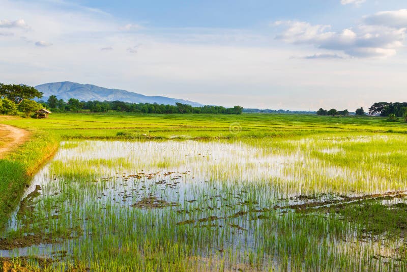 .New Rice Planted in the Field Stock Image - Image of farmer, harvest ...