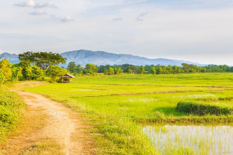 .New Rice Planted in the Field Stock Image - Image of field ...