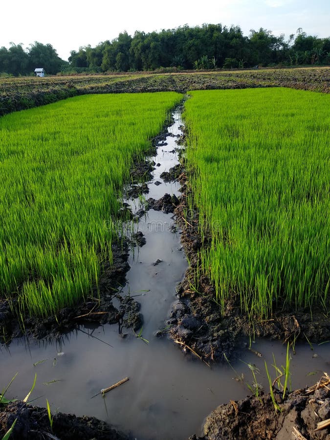 New Rice Plants Growing in the Rice Fields Stock Photo - Image of field ...