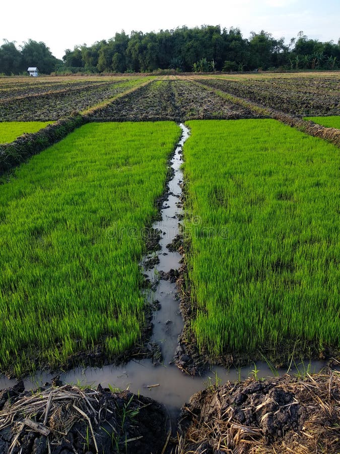 New Rice Plants Growing in the Rice Fields Stock Photo - Image of ...