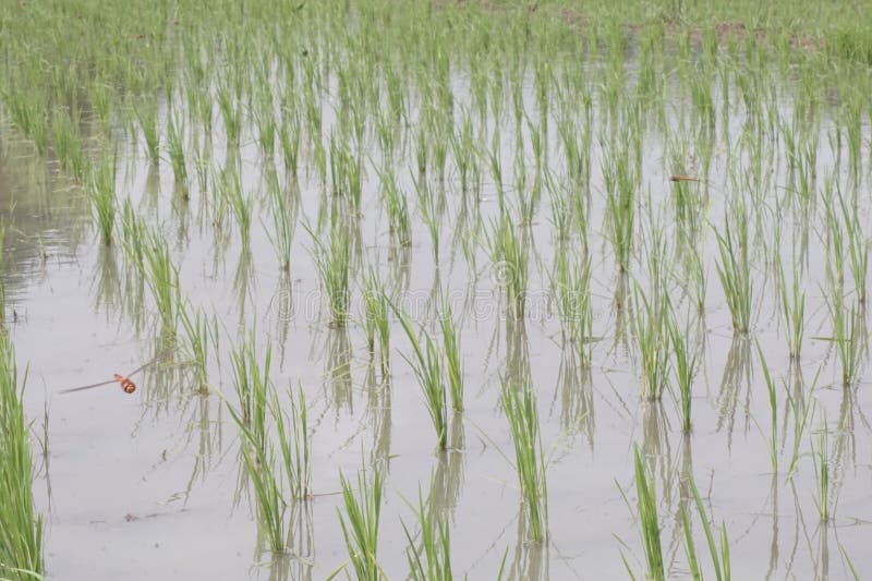 New rice plants stock photo. Image of fields, planted - 272571876