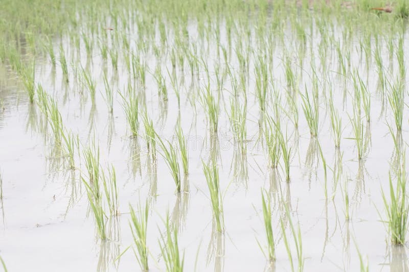 New rice plants stock photo. Image of ingredient, organic - 272571924