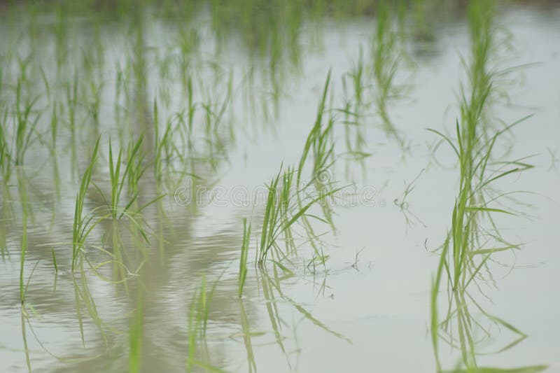 New rice plants stock photo. Image of food, close, cereal - 272571812