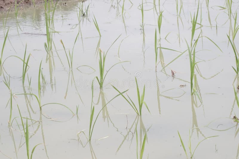 New rice plants stock photo. Image of agriculture, staple - 272571840