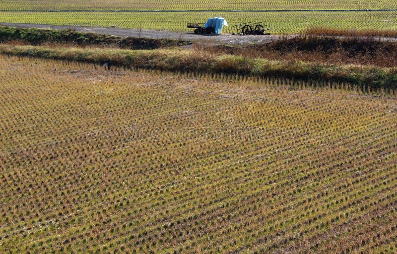 Rice paddy in early spring stock photo. Image of flat - 110175532