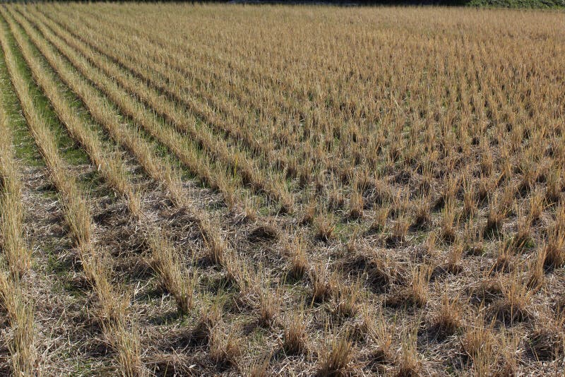 Rice paddy in early spring stock image. Image of grow - 110160815