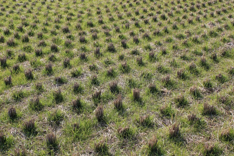 Rice paddy in early spring stock photo. Image of brown - 110160950