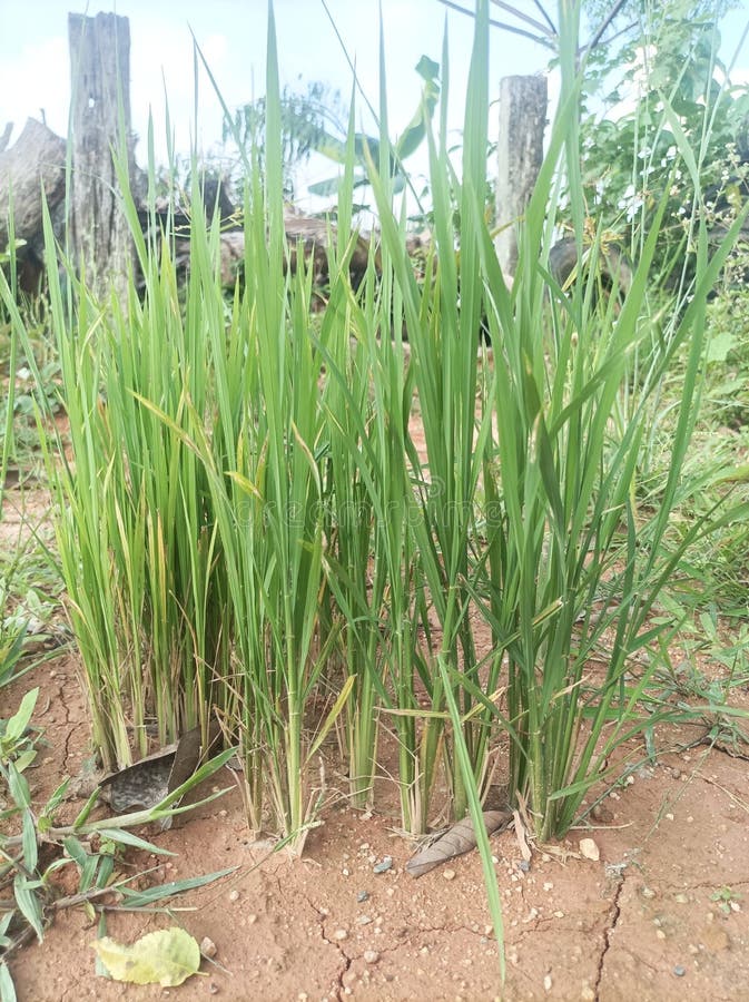New rice shoots growing stock image. Image of rice, growing - 325618705