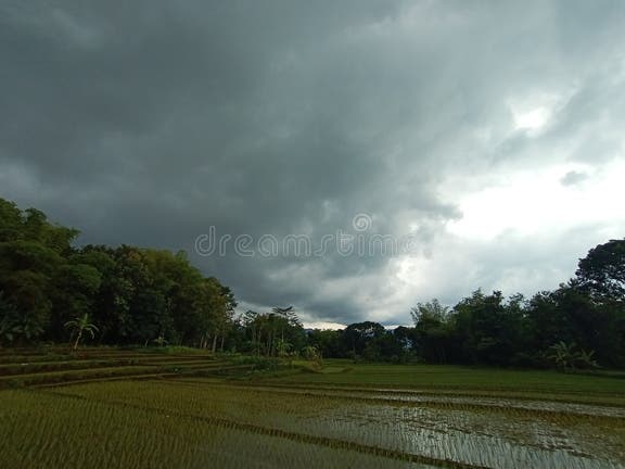 New Ricefield in Cloudy Noon Stock Photo - Image of nature, meadow: 262593672
