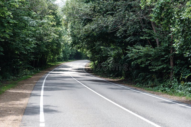 New Road in the Forest without Cars Stock Image - Image of plants ...