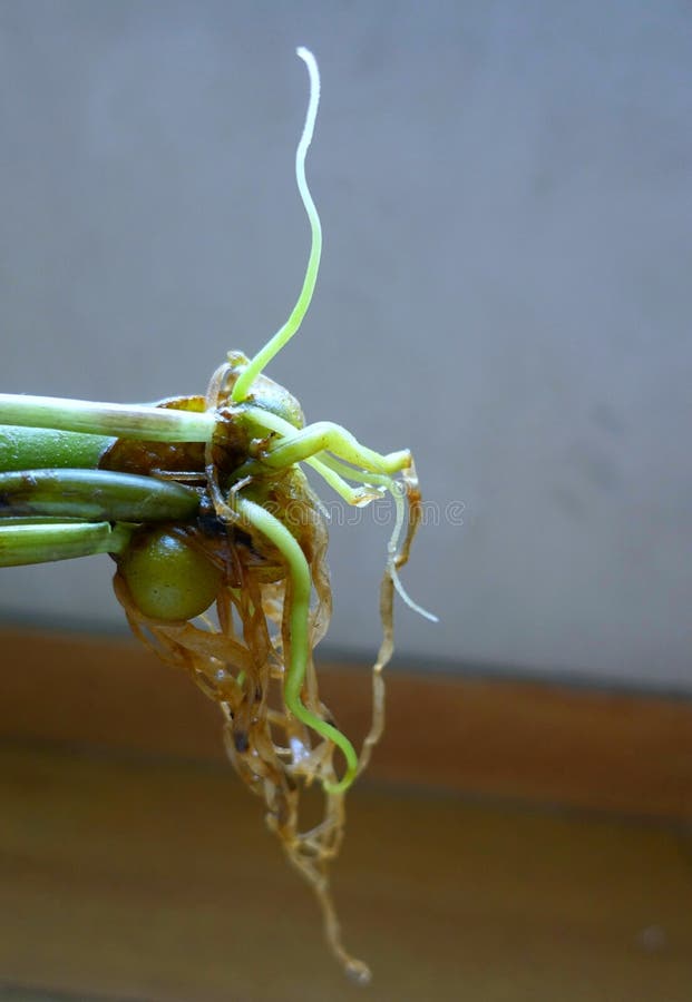 New roots start to grow stock image. Image of start - 214903113
