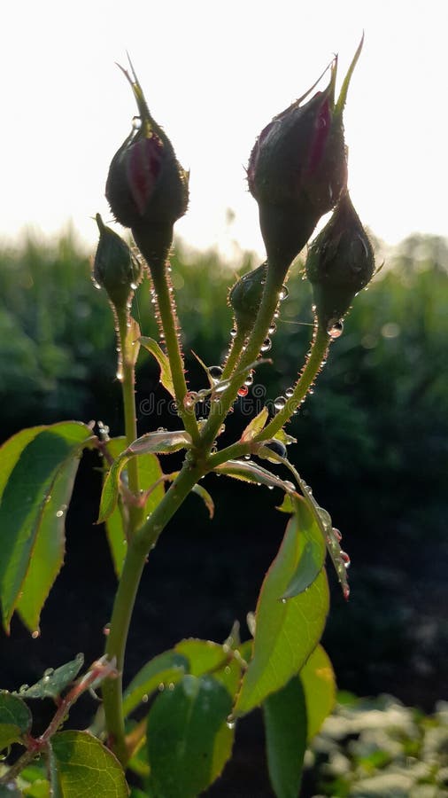 New Rose Buds and Guttation on Flowers Stock Photo - Image of ...