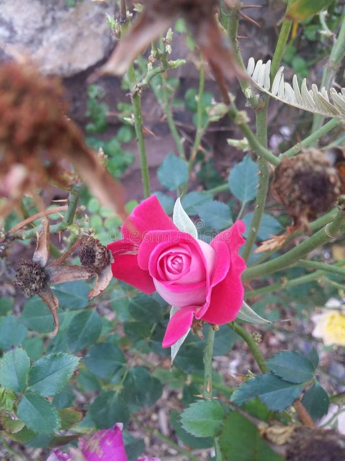 New rose stock image. Image of garden, colors, rose - 117194187