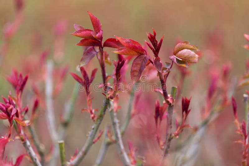 New rose sprout stock photo. Image of growth, spring - 30987990