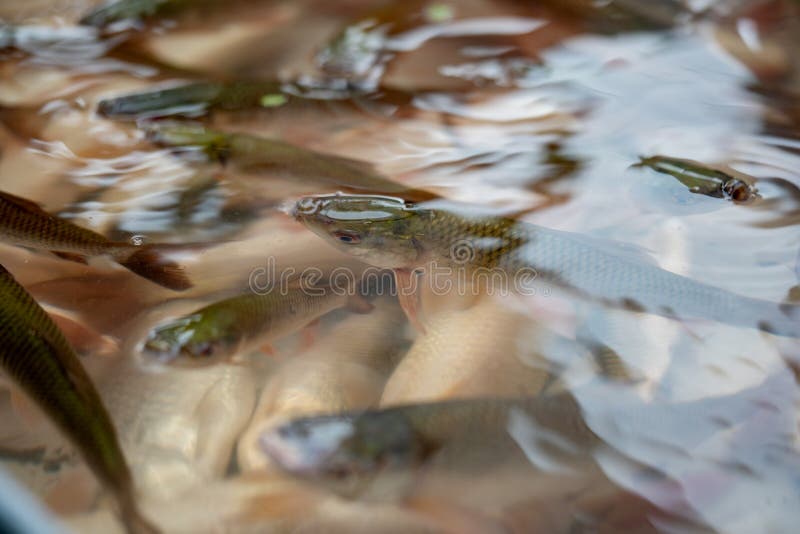 Rui Fish Inside the Water in a Container Stock Photo - Image of ...