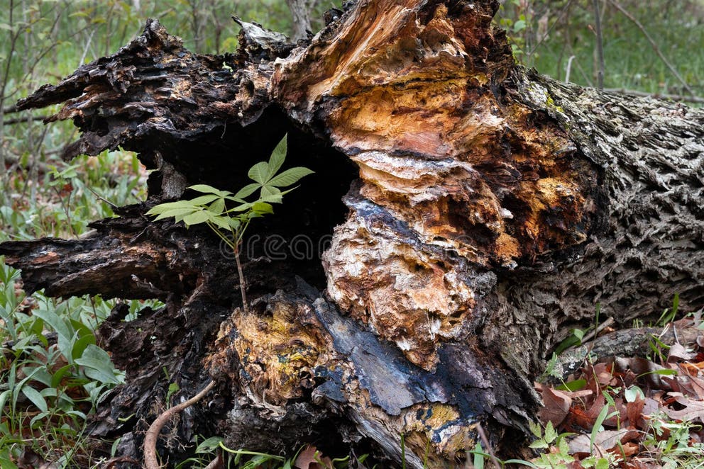 New Sapling Sprouting from a Fallen Old Tree, a Concept of a New Life ...