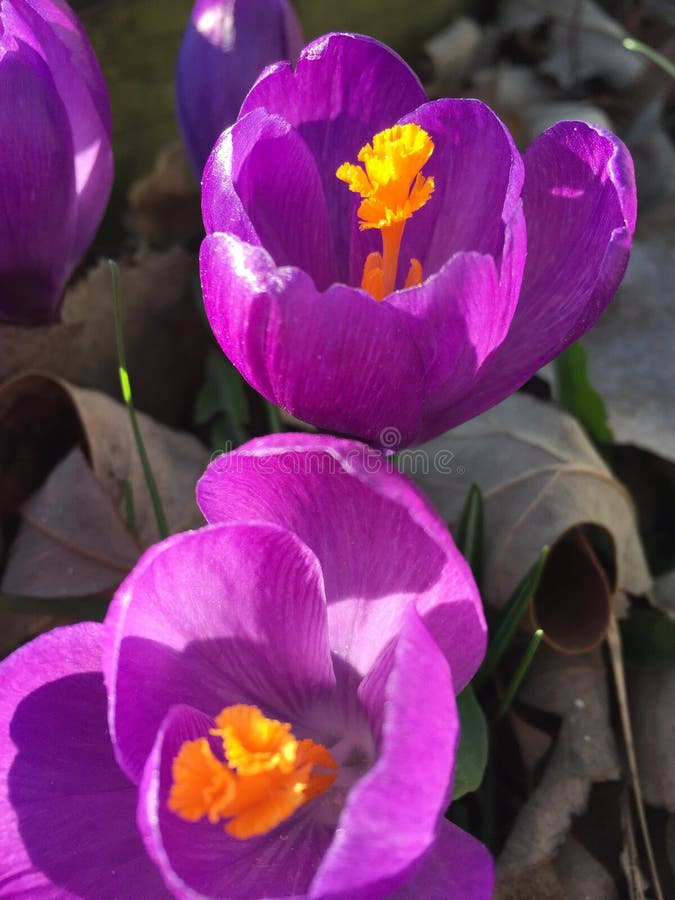 New Seasons Purple Spring Flowers Stock Photo - Image of flowers ...