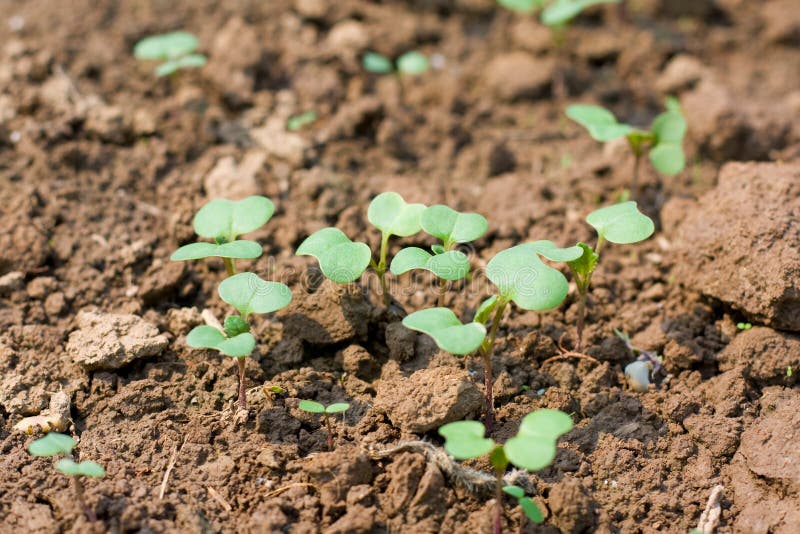 New seedling stock photo. Image of aromatic, concepts - 16342374