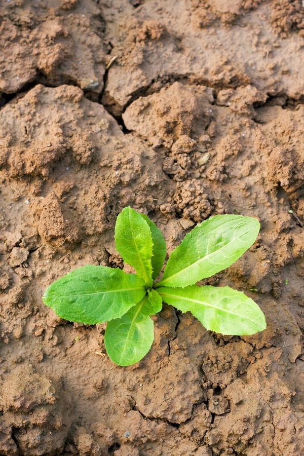 New seedling stock photo. Image of germination, aromatic - 16411420
