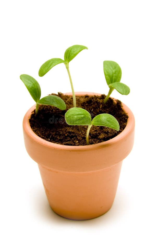 New Seedlings in Small Pot stock photo. Image of life - 18583368