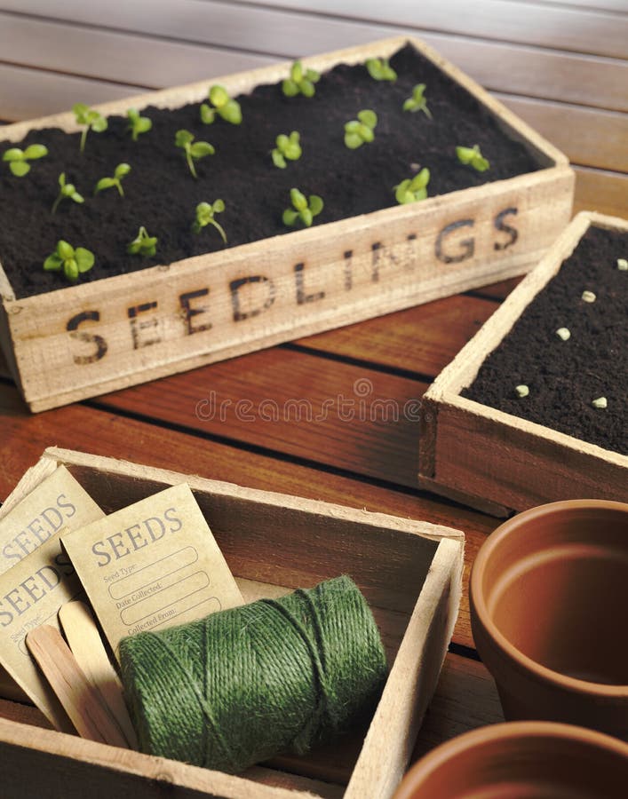 String seed pods on a tree stock image. Image of green - 12163899