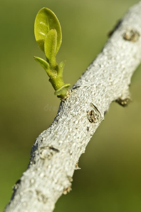 Tree with new leaf growth stock photo. Image of leaves - 65800228