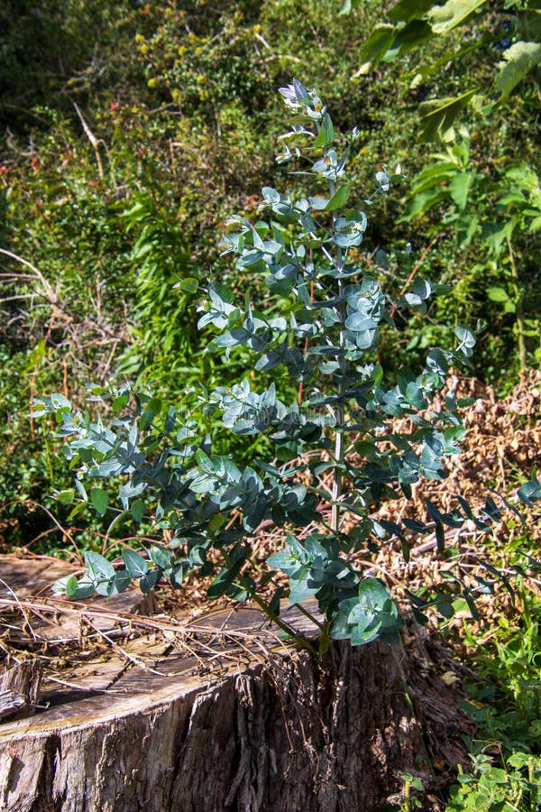 285 Tree Stump Shoot Stock Photos - Free & Royalty-Free Stock Photos ...