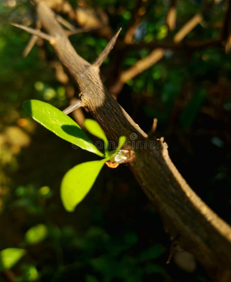 A New Shoot Grows on a Thorny Stem Stock Photo - Image of stem, grows ...