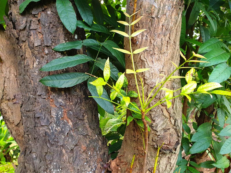 A New Shoot Grows on a Tree Branch Stock Photo - Image of trunk, grows ...