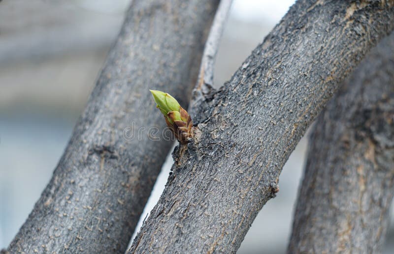 A New Shoot Grows from the Trunk of the Tree Stock Photo - Image of ...