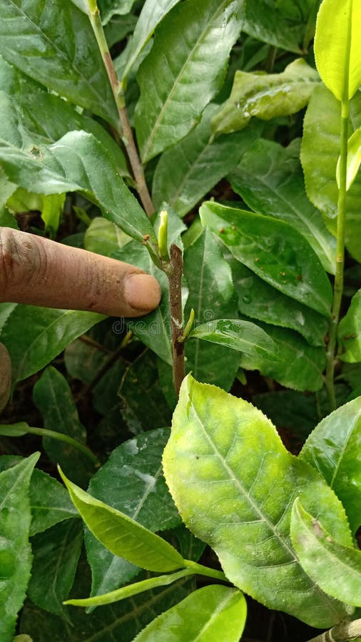 New shoot stock image. Image of fruit, vegetable, food - 267631597