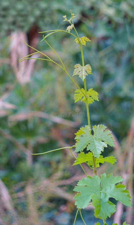 A New Shoot of a Vine in the Garden Stock Photo - Image of healthy ...