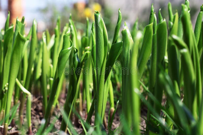New shoots stock photo. Image of green, growth, small - 29193442