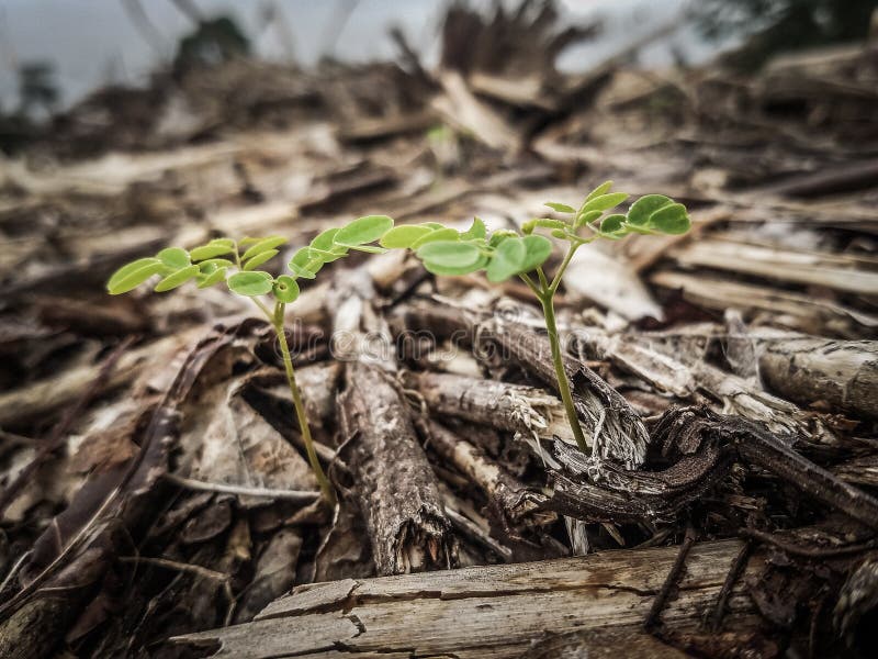 New shoots of the forest stock image. Image of soil - 200430953