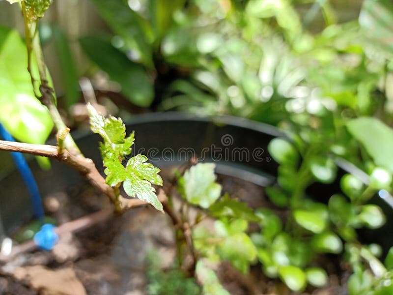 New Shoots of the Grape Vine. Stock Image - Image of vine, leaf: 209913821