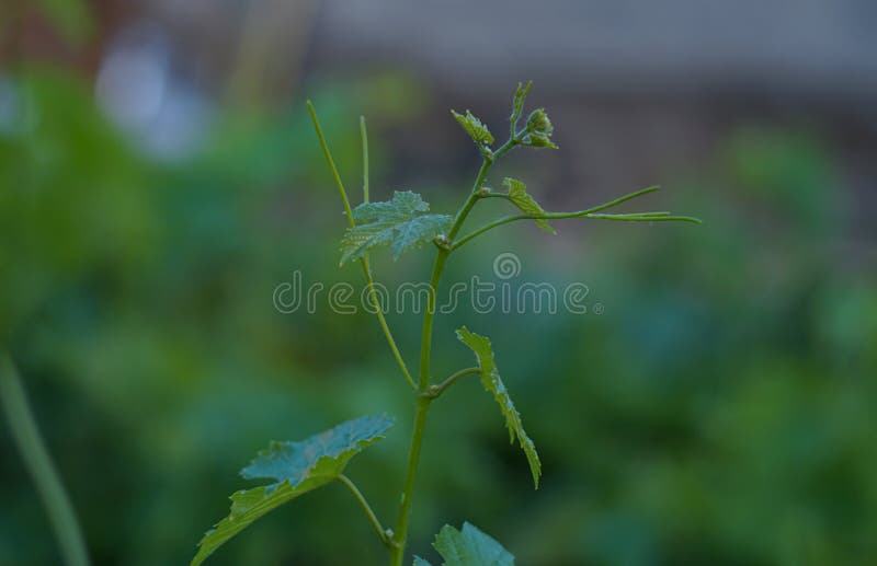 New shoots of grapes stock photo. Image of color, grape - 322479080